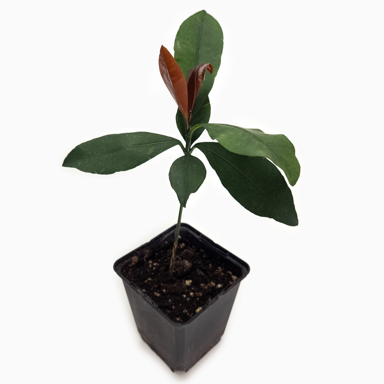 Bacupari fruit tree | Garcinia gardneriana brasiliensis | South ...