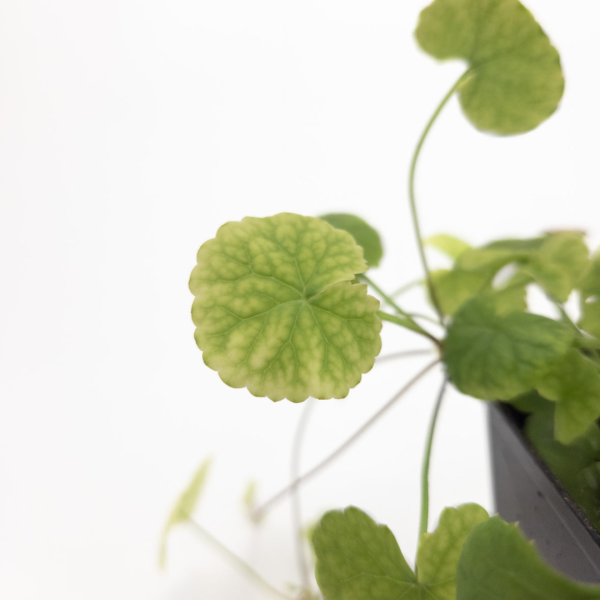 Gotu kola plant | Centella Asiatica | Rare Asian herb | Thalkudi ...