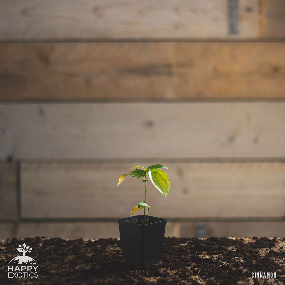 Cinnamon tree | Cinnamomum verum/zeylanicum | Ceylon | from Sri Lankan ...