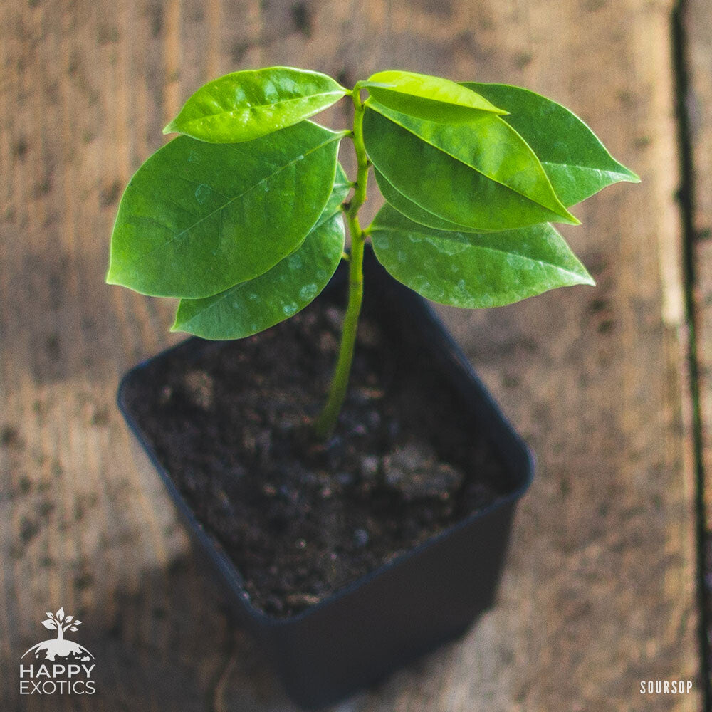 1 happy Soursop Guanabana Graviola tree - Annona muricata | SpecialtyLeaves
