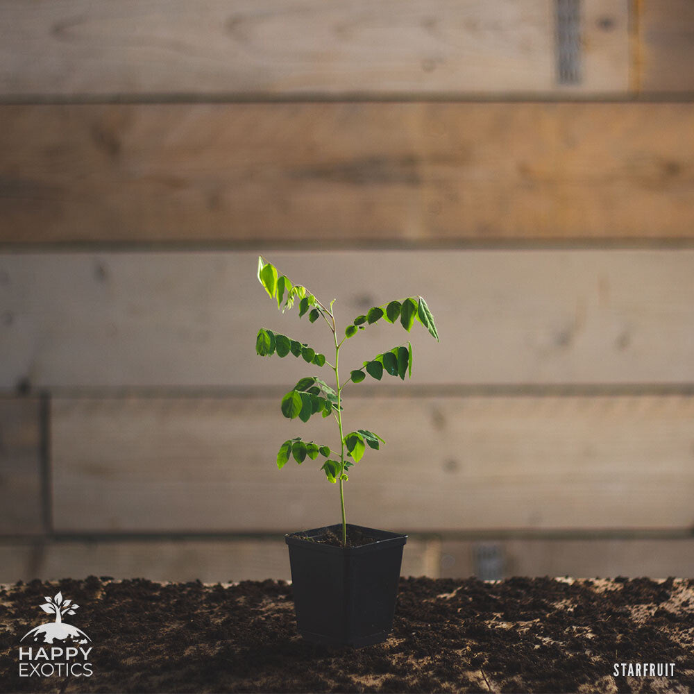 Starfruit tree - Averrhoa Carambola - ornamental value - exotic fruit ...