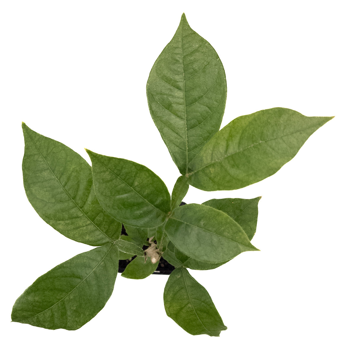 Ice cream bean tree | Inga Edulis | Rare | Joaquiniquil | Cuaniquil ...