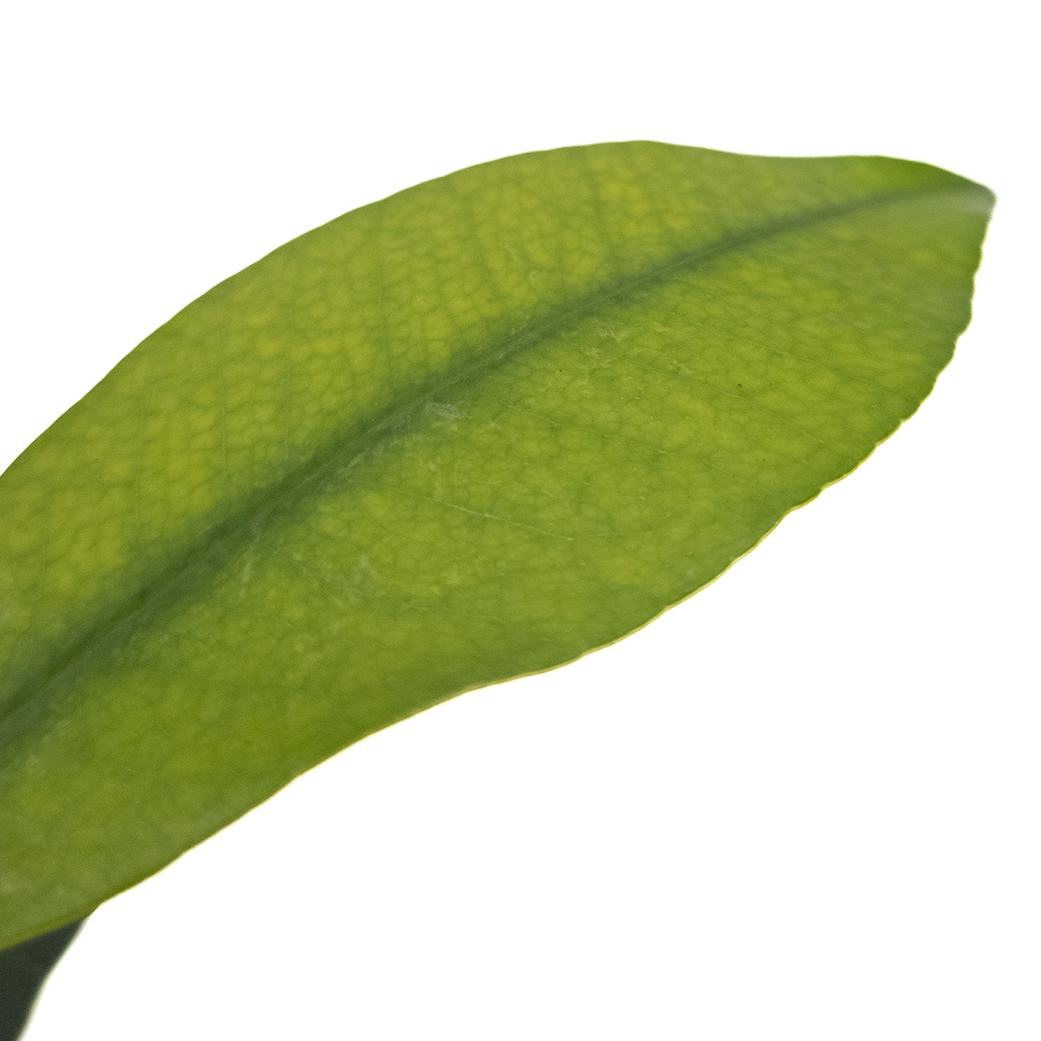 Luc's Garcinia tree | Mexicana | Limoncillo | mangosteen | SpecialtyLeaves