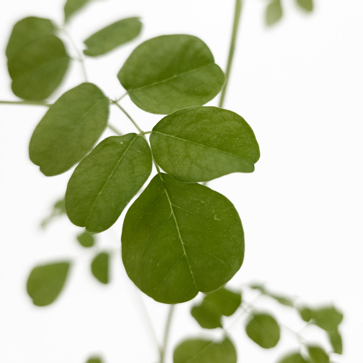 Moringa tree | Moringa oleifera | Rare | Edible drumstick | SpecialtyLeaves