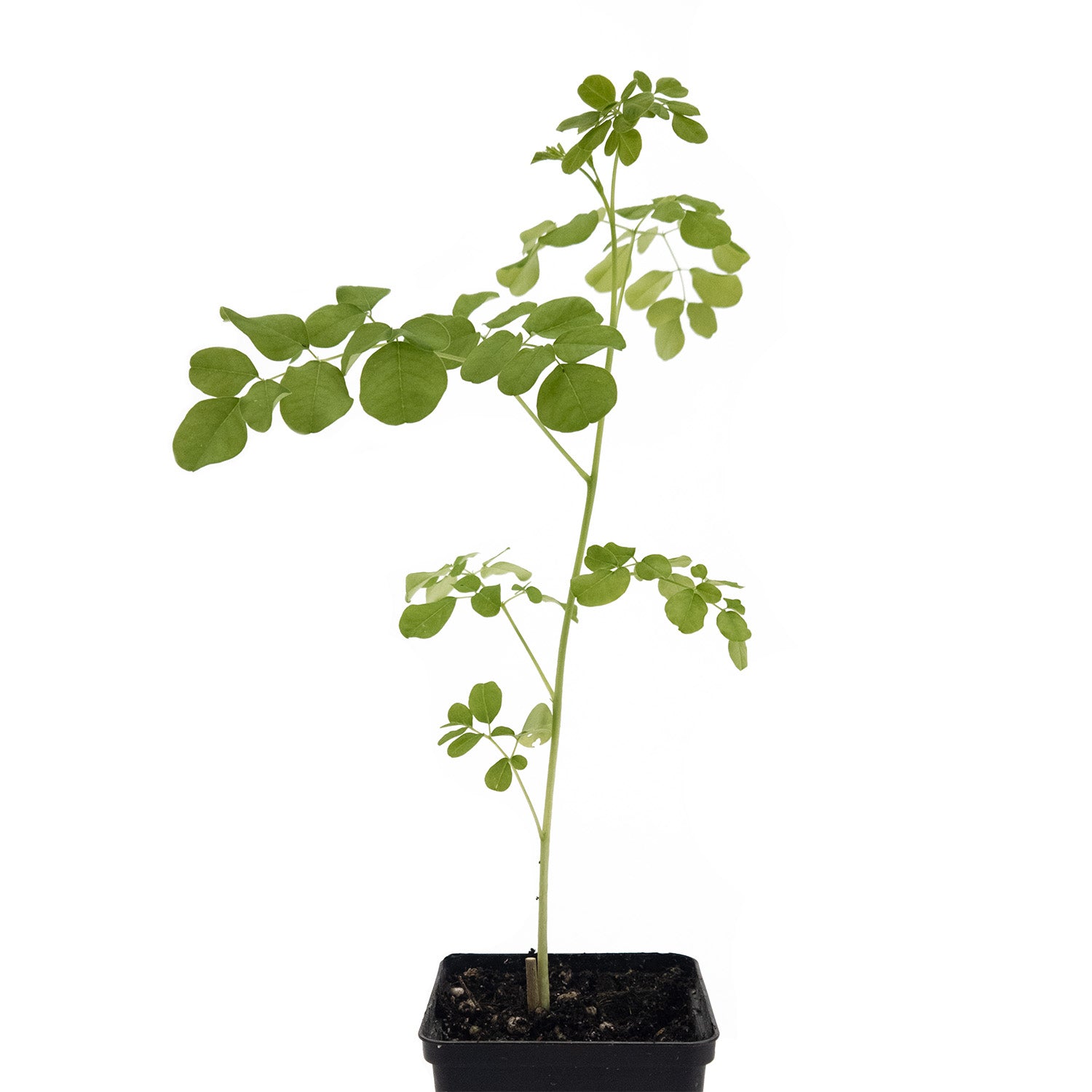 Moringa tree | Moringa oleifera | Rare | Edible drumstick | SpecialtyLeaves