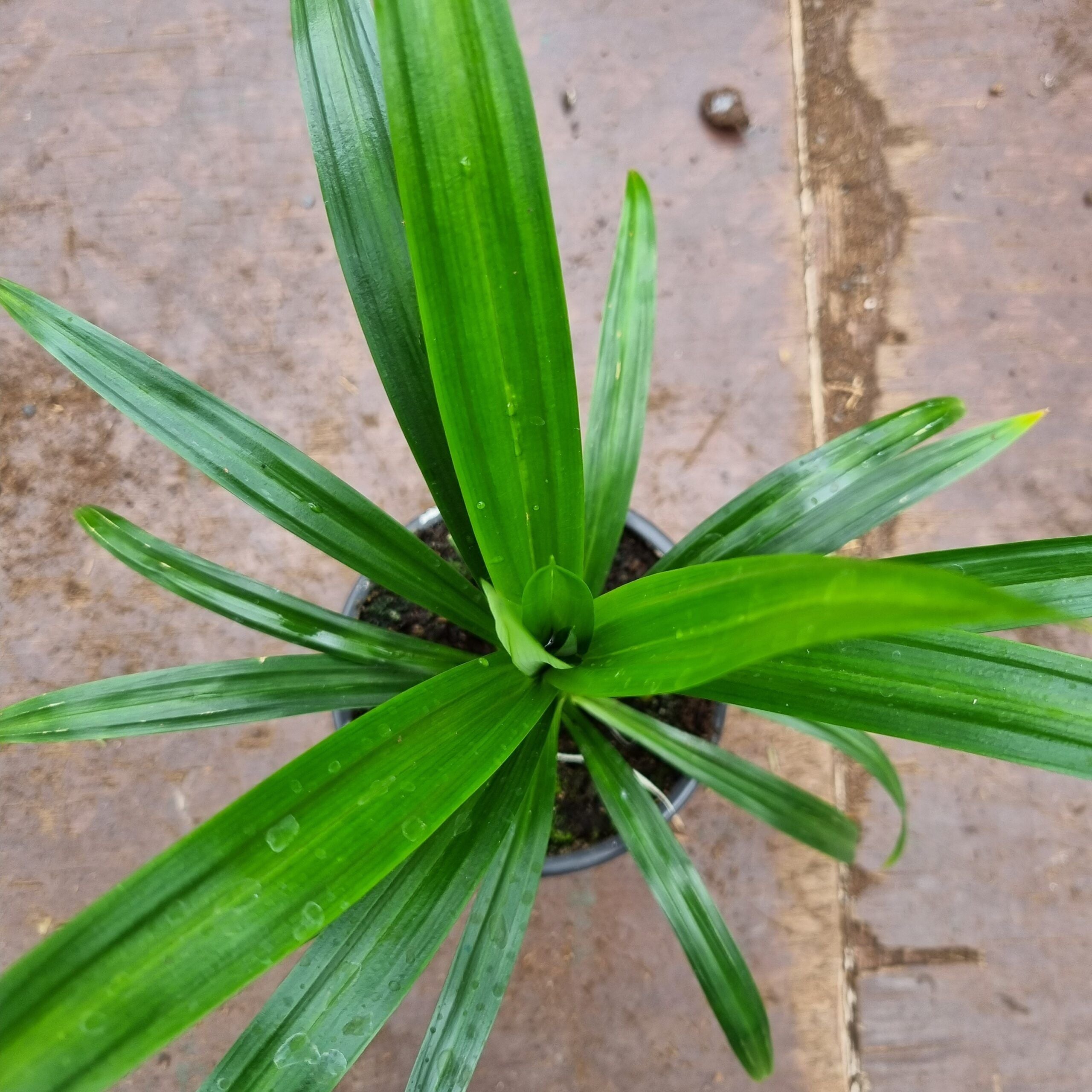 Pandan plant | Pandanus Amaryllifolius| Rampé | Pandan Wangi ...