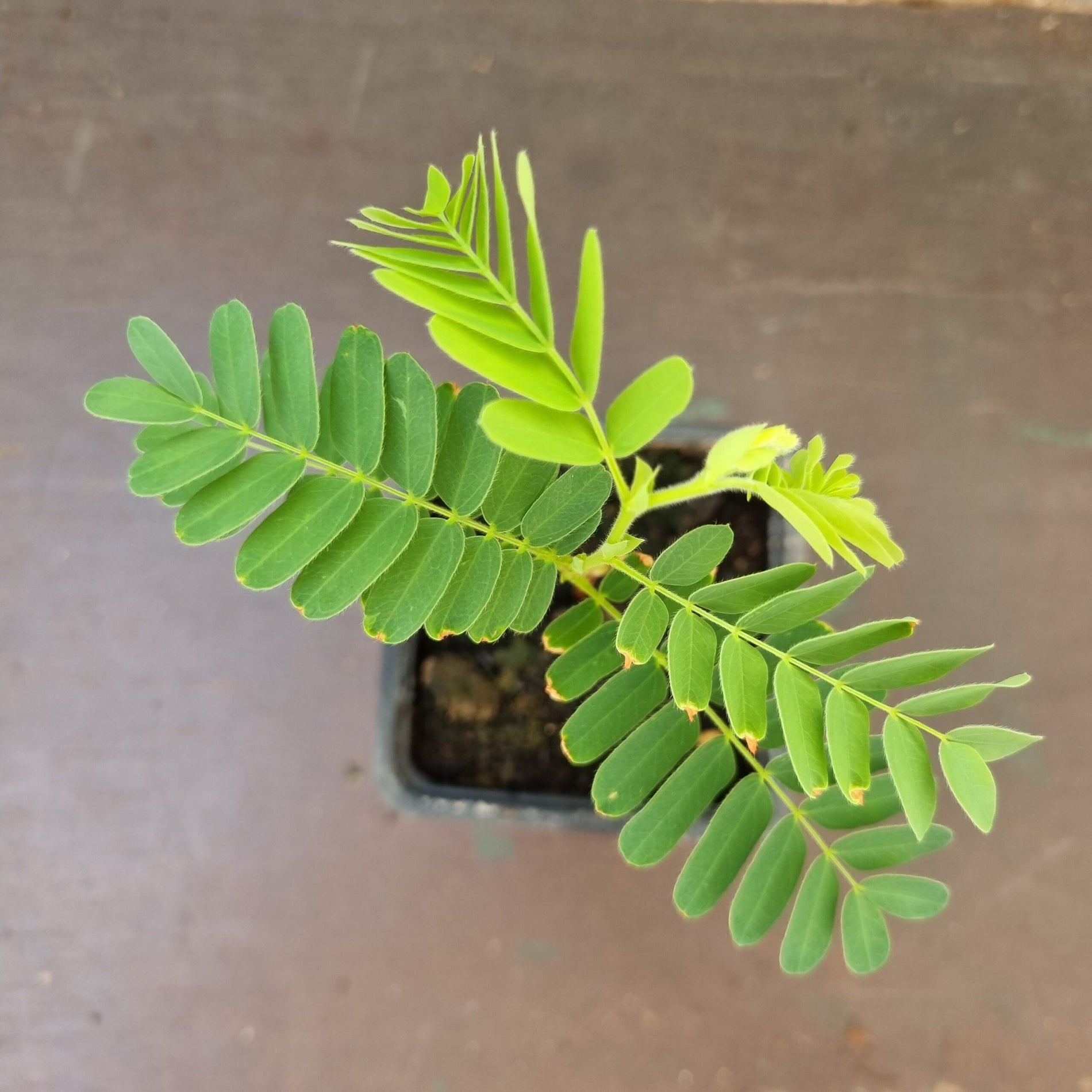 Happy Tamarind tree - Tamarindus indica | SpecialtyLeaves